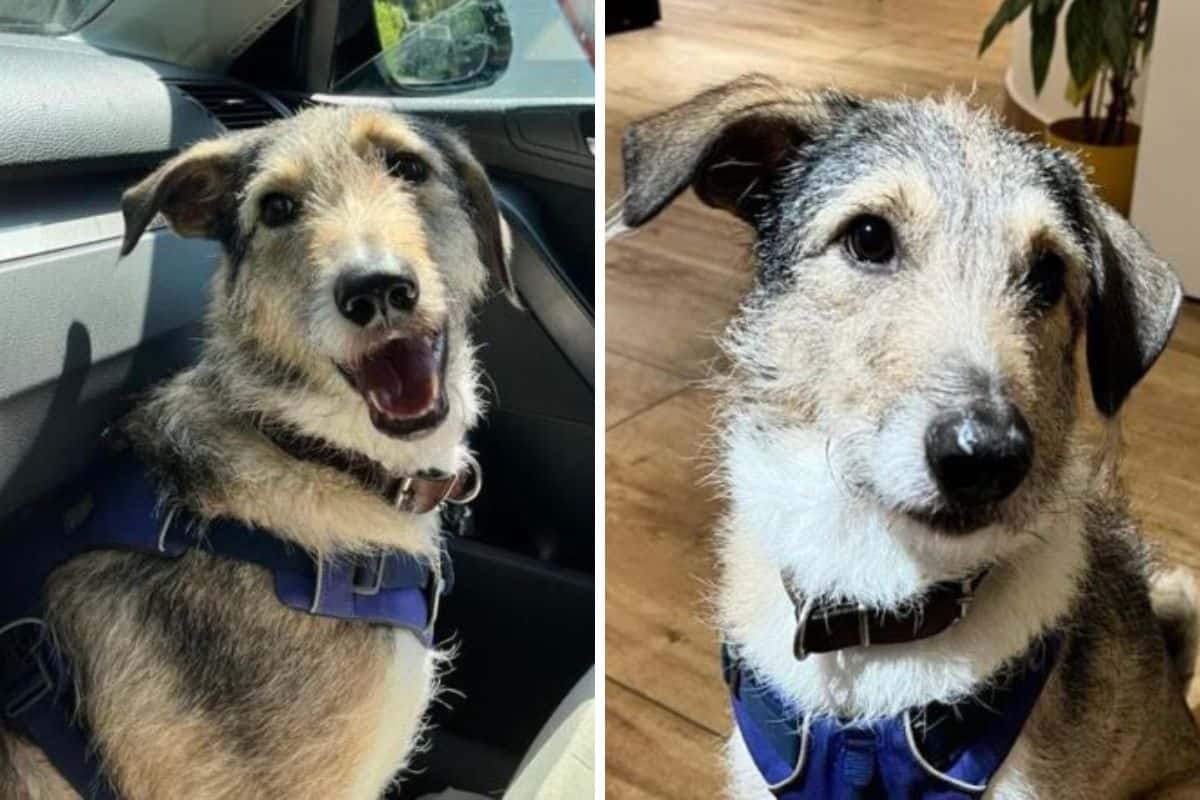 Hat ihre Familie verloren und ist nun ganz allein: Liebe, folgsame ...