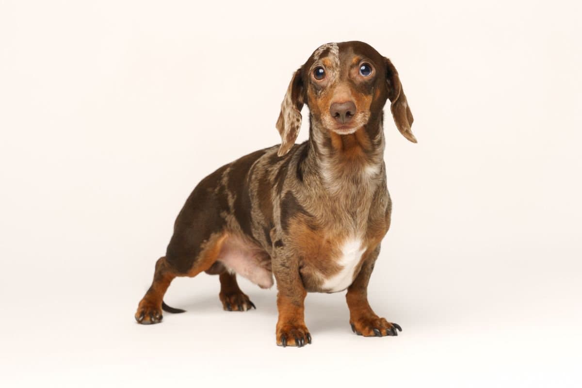 Kaninchendackel im Porträt: Alle Infos zum kleinsten Dackel