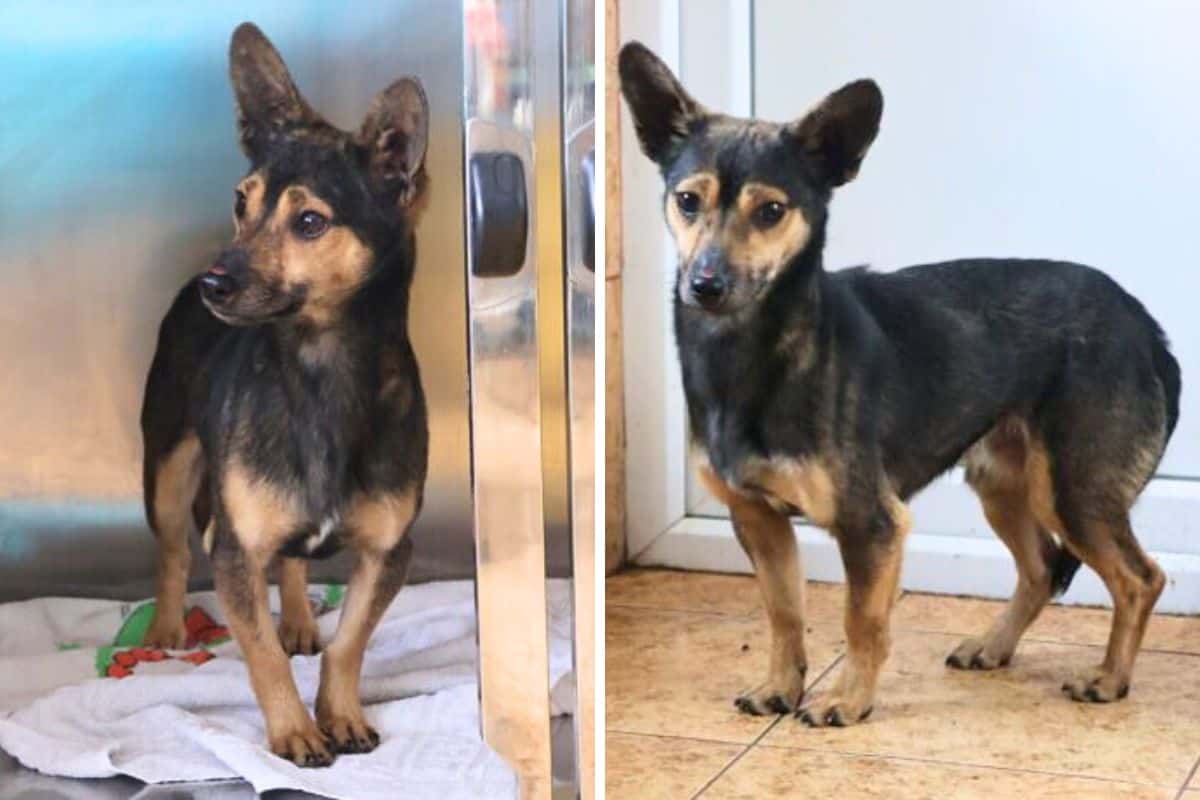 Mini-Hund mit großem Herz: Wer schenkt dem zuckersüßen Ludwig das ...