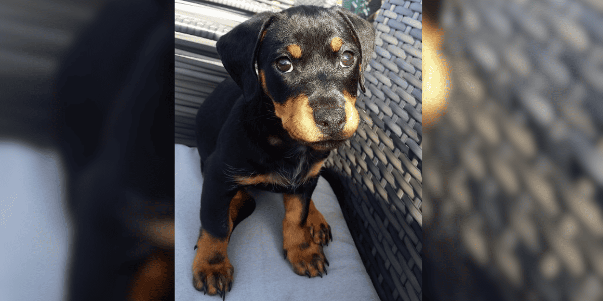 Rottweiler und Dackel gründen eine Familie - das ist ihr ungewöhnlicher ...