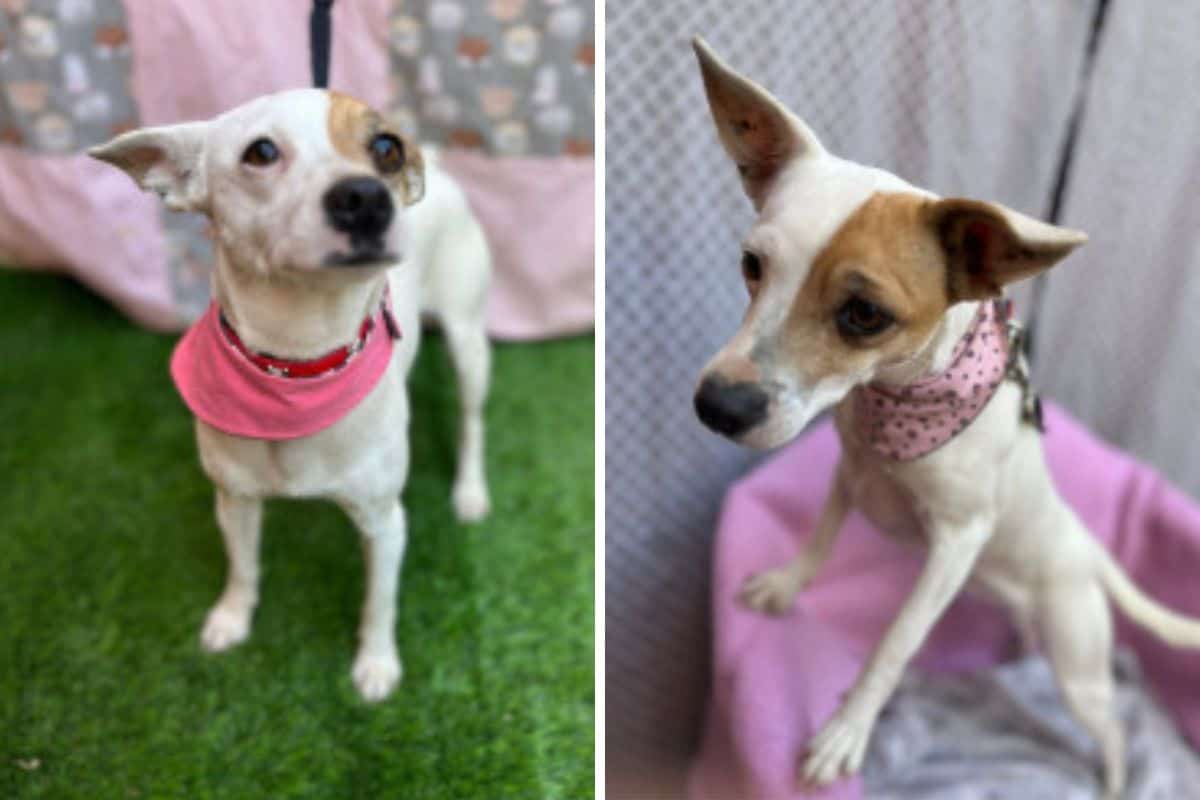 An Kette gehalten, dann auf die Straße gesetzt: Wer schenkt der super ...