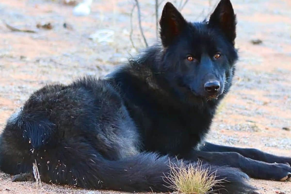 Calupoh im Porträt: Alle Infos zum mexikanischen Wolfshund