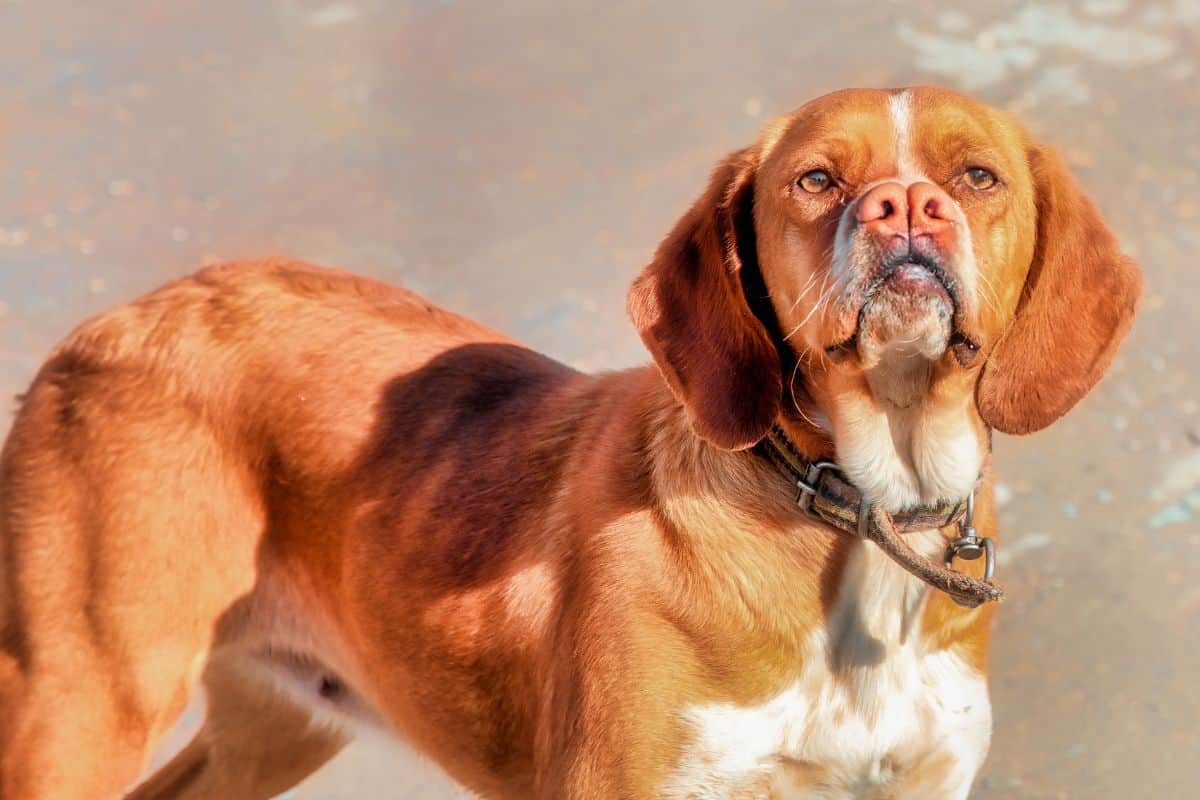 Catalburun: Türkischer Vorstehhund mit Doppelnase im Porträt