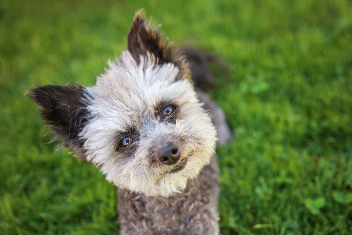 Chipoo im Porträt: Alle Infos zum Chihuahua-Pudel-Mix