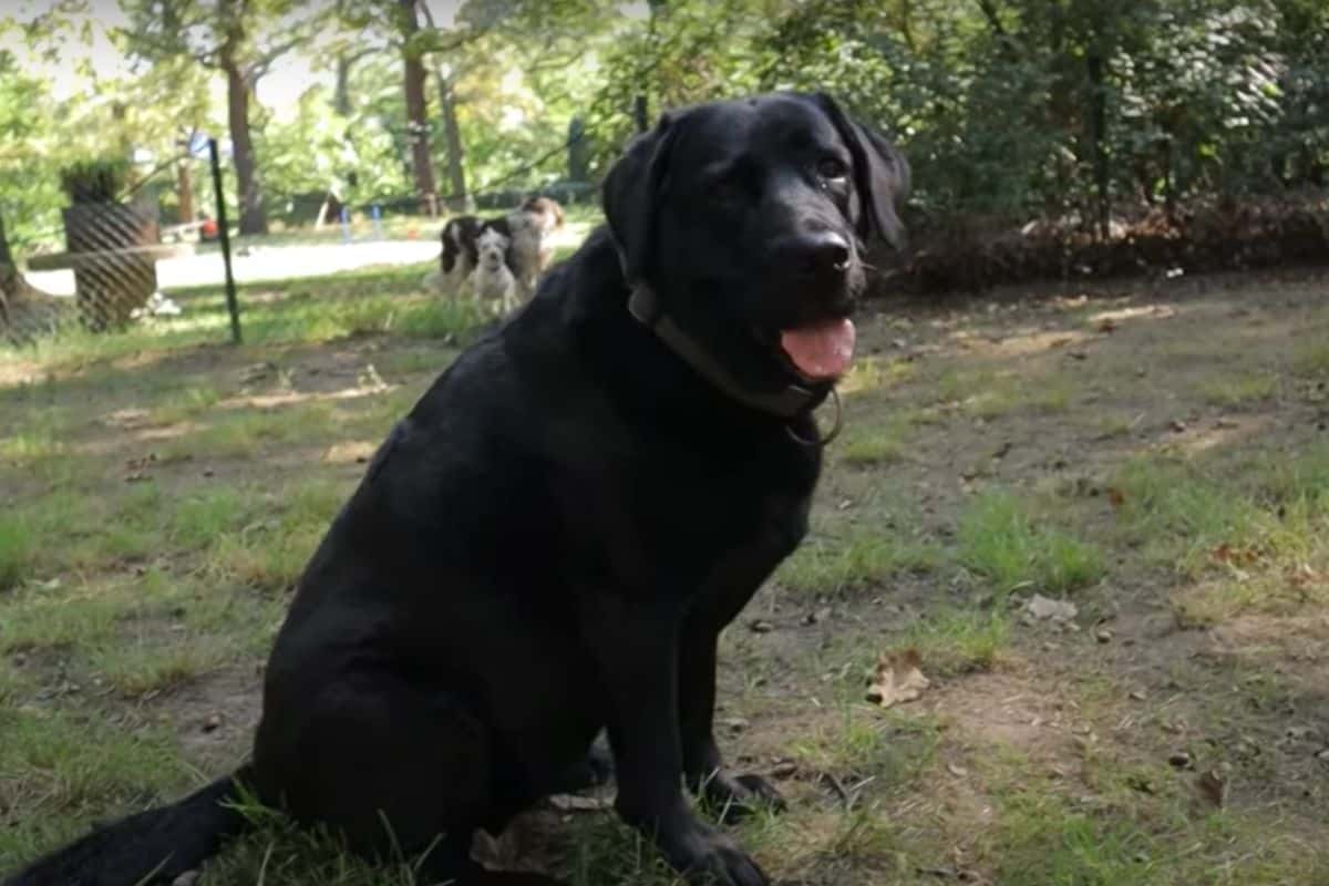Labrador-Showlinie: Alles, was du dazu wissen musst!