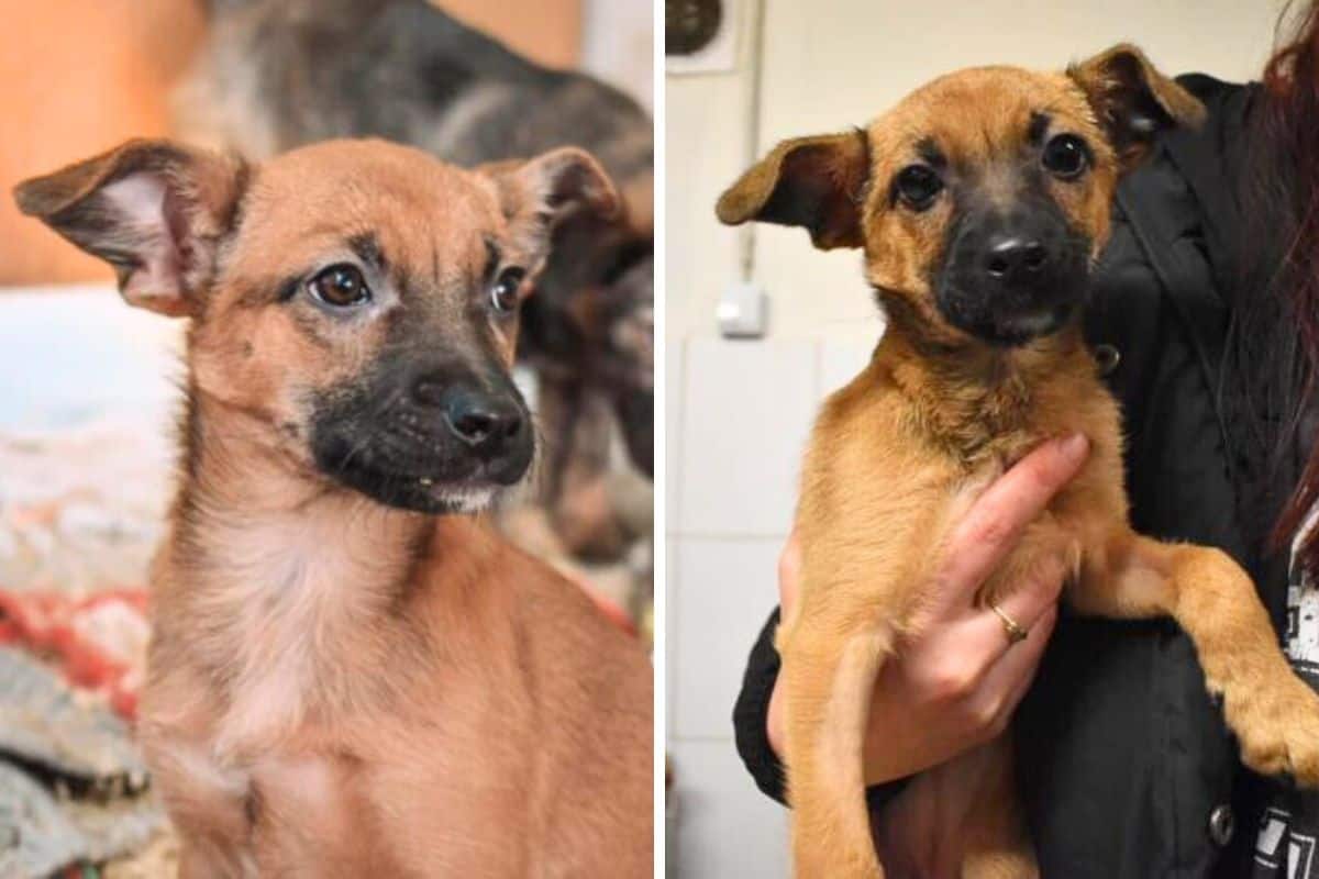 Mit nur 2 Monaten dem Tod von der Schippe gesprungen: Wer gibt ...