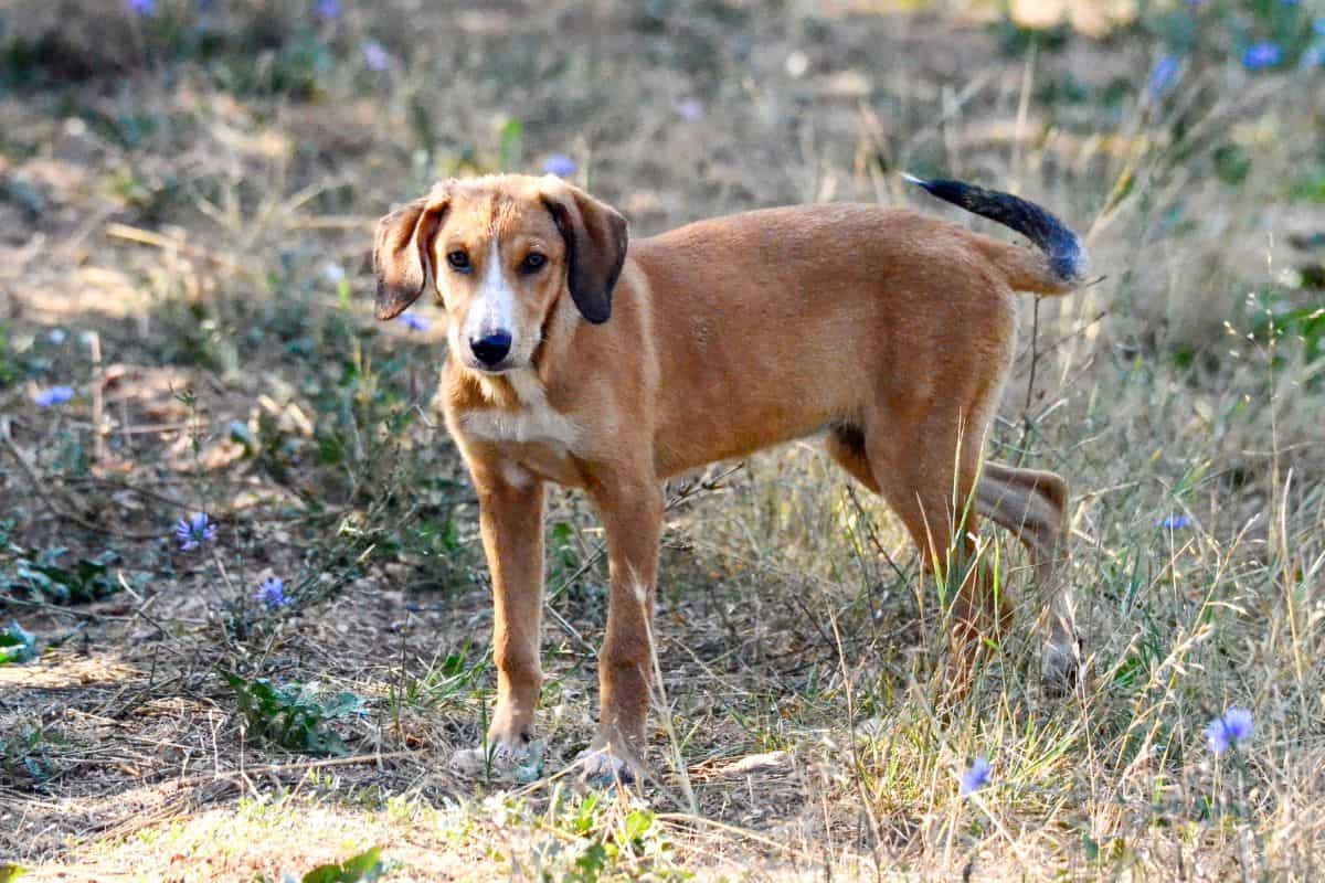 Posavski Gonic im Porträt