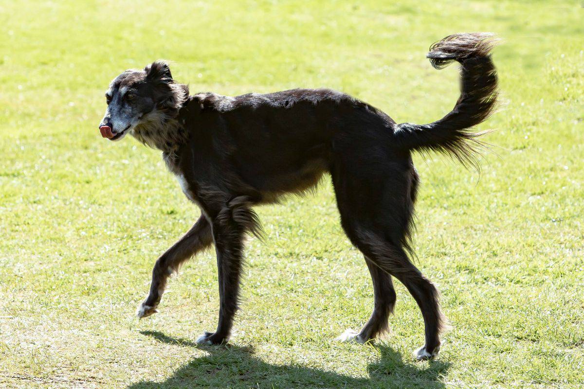 Silken Windhound im Porträt