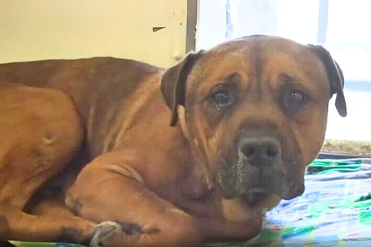 Hund im Tierheim kann nicht aufhören zu weinen - der Grund reißt das ...