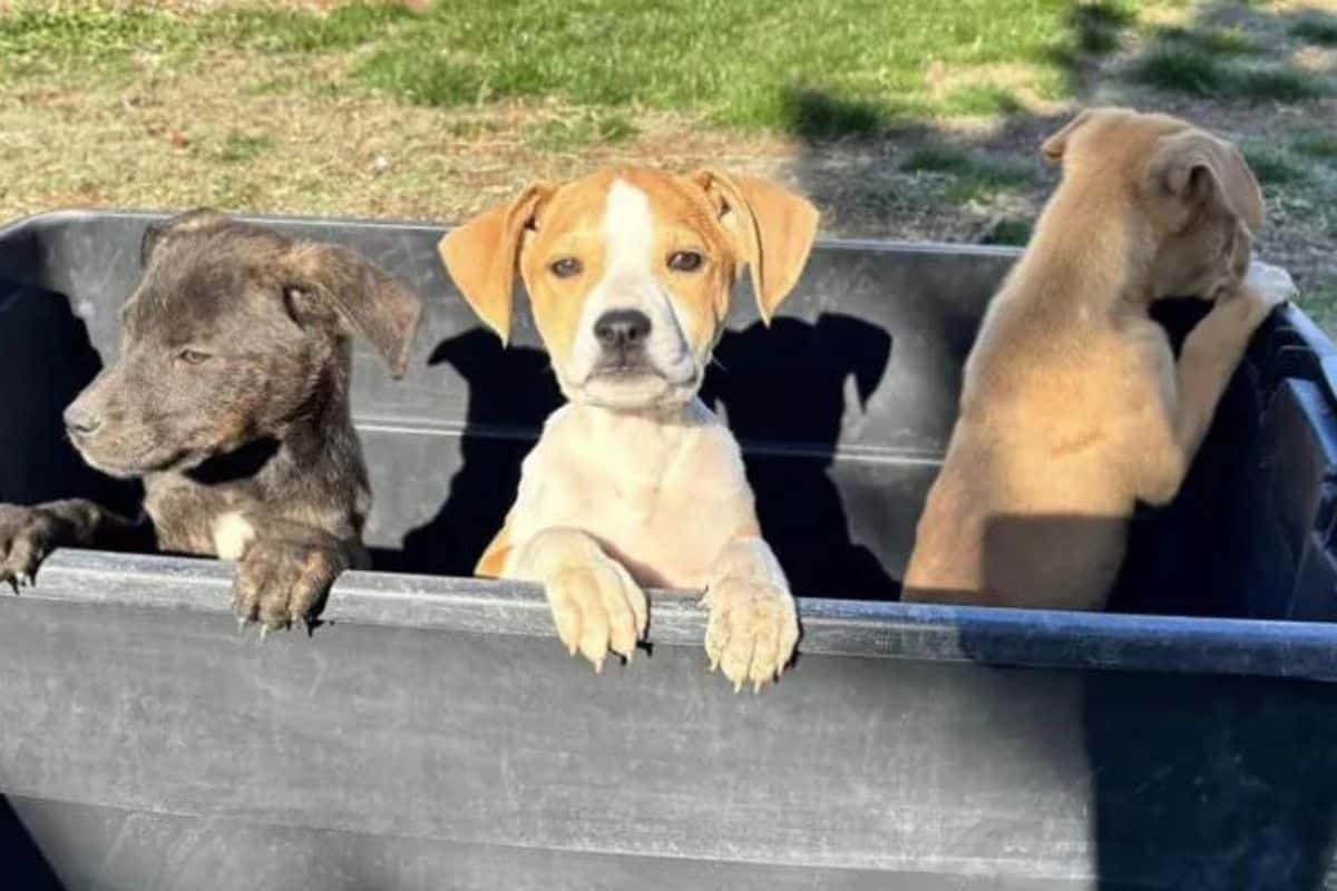 Wanderer bemerken Box am Wegrand: Wen sie darin finden, macht einfach ...