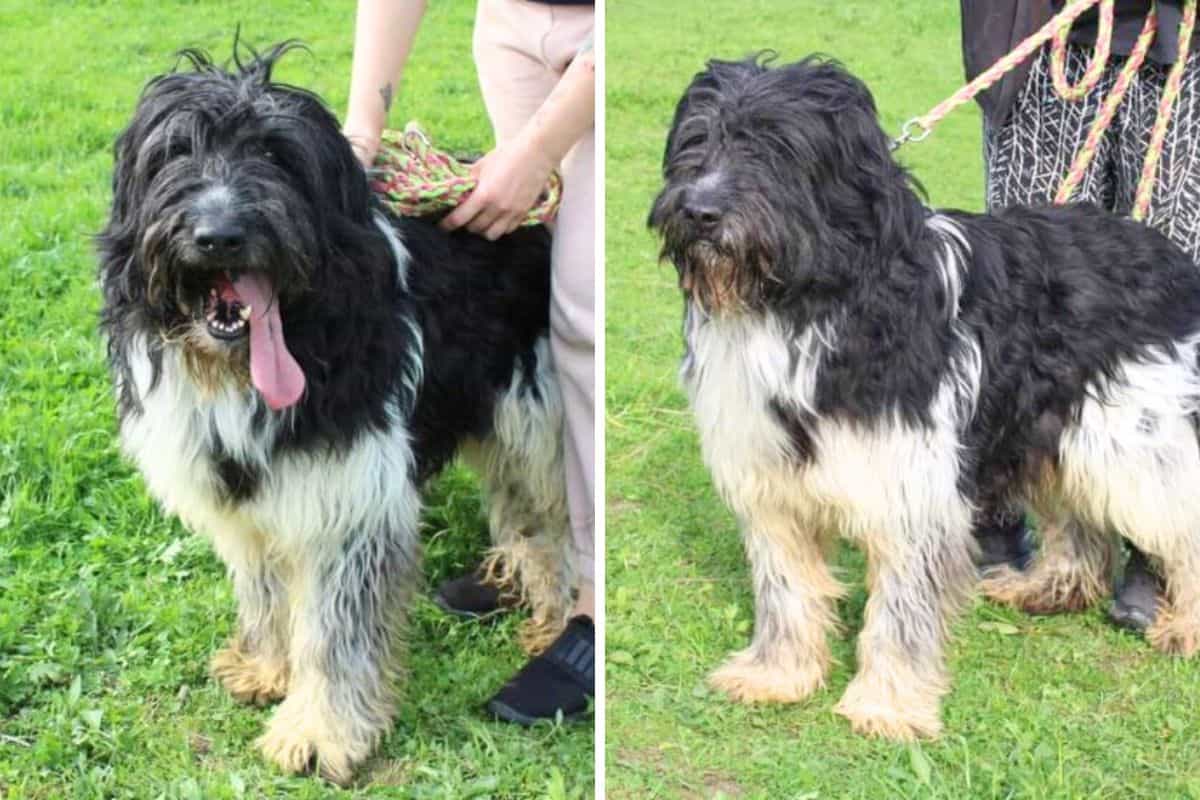 War fast schon tot, als er gefunden wurde: Traumhaft lieber Jackson ...