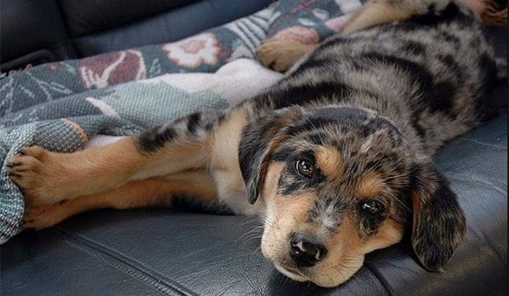 Australian Shepherd Labrador Mix: Der Aussiedor im Portrait