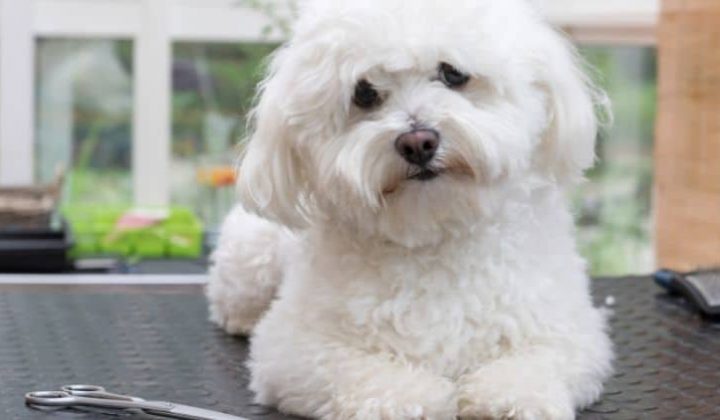 Bologneser im Rassen-Porträt (Mit Bildern & Infos)