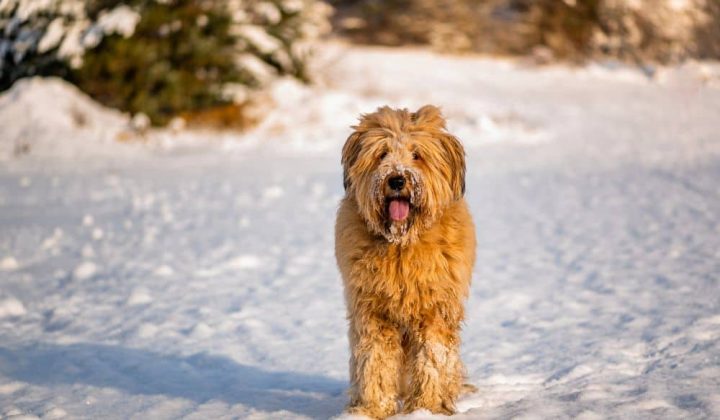 Briard (Berger de Brie) im Rassen-Porträt (Mit Bildern)