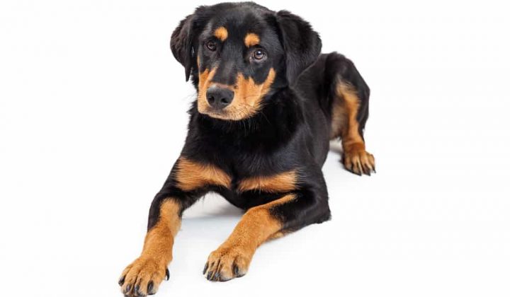 Rottweiler Labrador Mix: Der Labrottie im Portrait (+ Bilder)