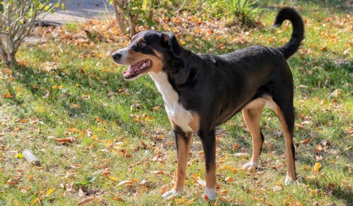 Der Appenzeller Sennenhund im Rassen-Porträt (Mit Bildern)