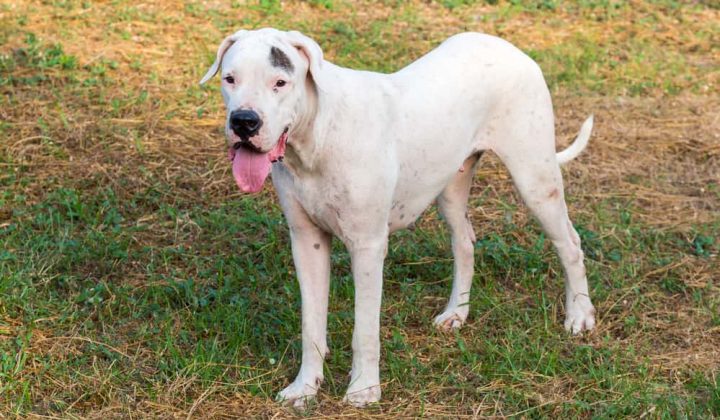 Dogo Argentino (Argentinische Dogge) im Rassen-Porträt