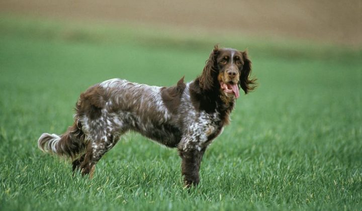 Épagneul Français (Französischer Spaniel) im Rassen-Porträt