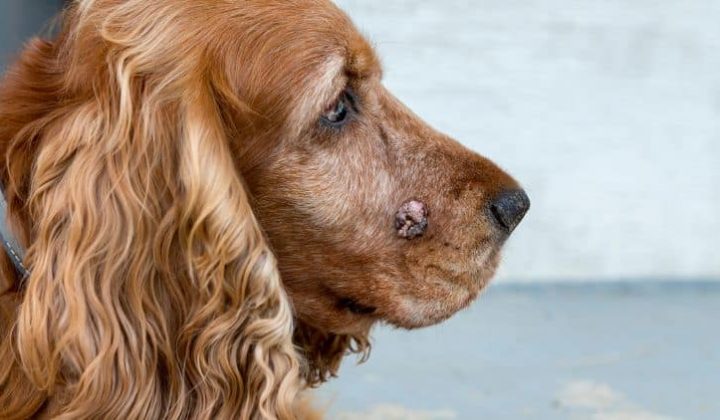 Fibrosarkom beim Hund - Kompletter Ratgeber vom Profi