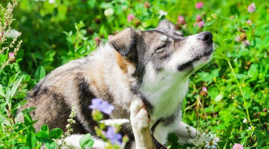 Giardien beim Hund: Die 5 besten Hausmittel & Tipps
