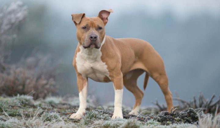 10 Hunderassen, die als “Kampfhunde” gelten