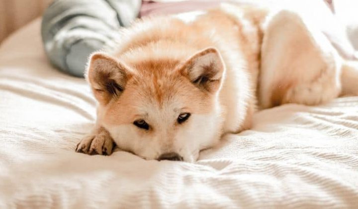 Hund brummt: Was bedeutet das? Ein Hunde-Profi klärt auf!