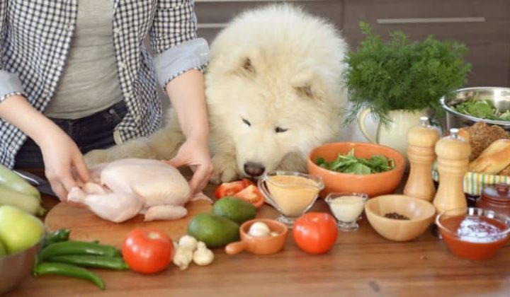 Kochen für Hunde - Vorteile, Nachteile und 3 Rezepte