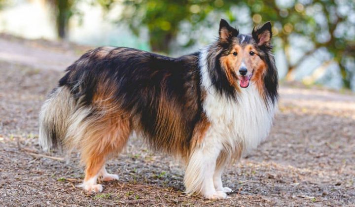 Langhaarcollie im Rassenporträt (mit Bildern und Infos)