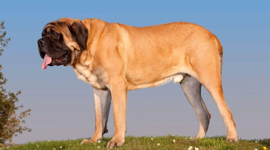 Mastiff im Rassenporträt (mit Bildern und Informationen)