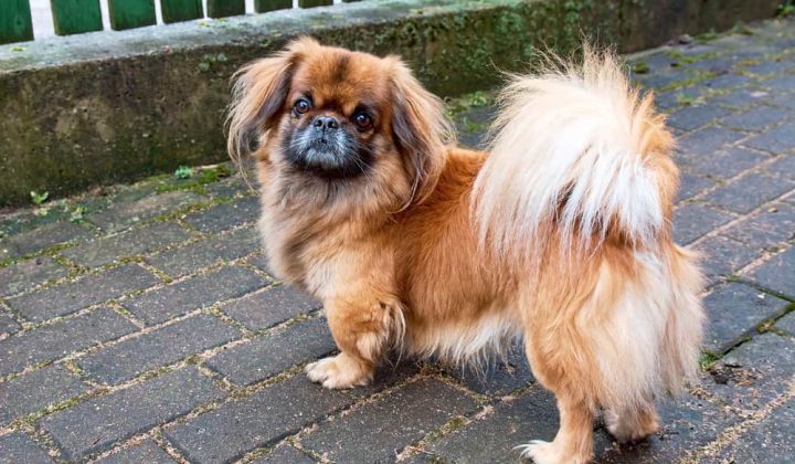 Pekinese im Rassen-Porträt (Mit Bildern & Informationen)