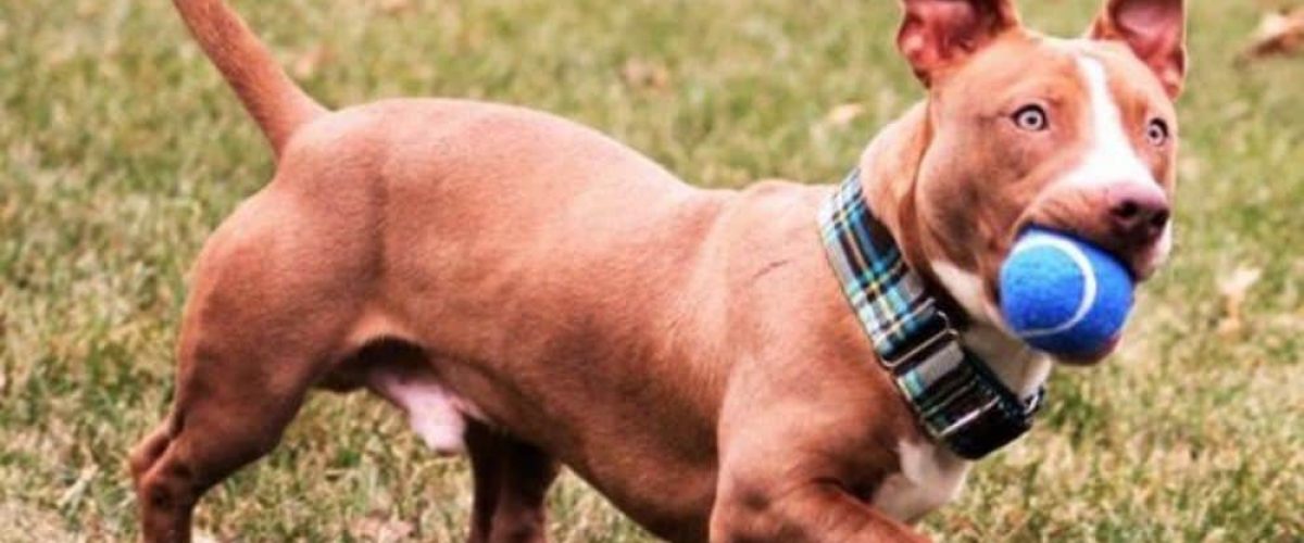 Pitbull Dackel Mix & Mischling im Portrait (mit Bildern)
