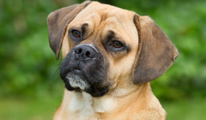 Puggle im Rassen-Porträt (Mit Bildern & Informationen)