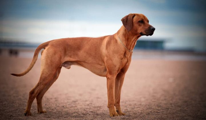Rhodesian Ridgeback im Rassen-Porträt (Mit Bildern & Infos)