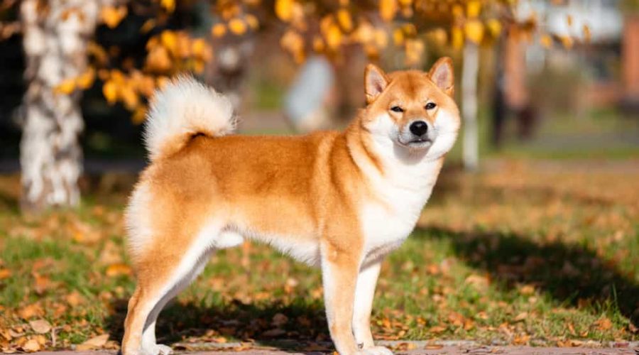 Shiba Inu im Rassen-Porträt (Mit Bildern & Informationen)