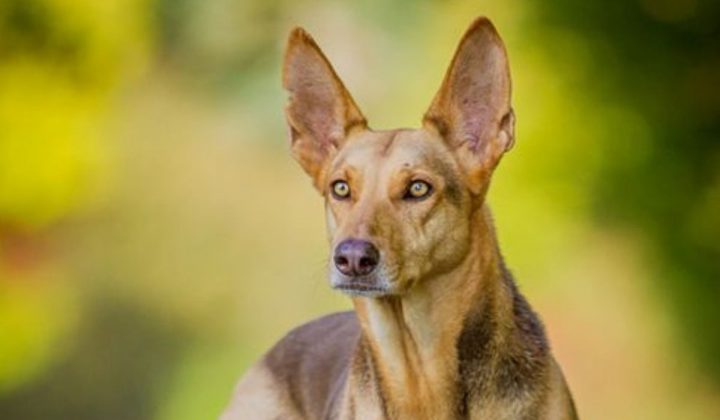 Der Schäferhund Podenco Mix im Portrait (mit Bildern)