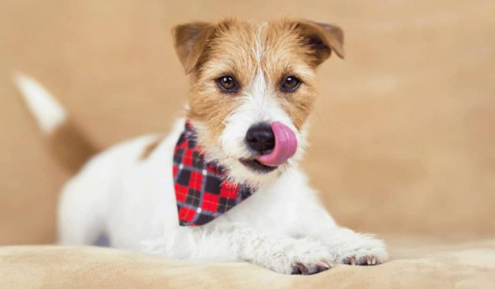 Warum schmatzen Hunde? Ein Hunde-Profi klärt auf!