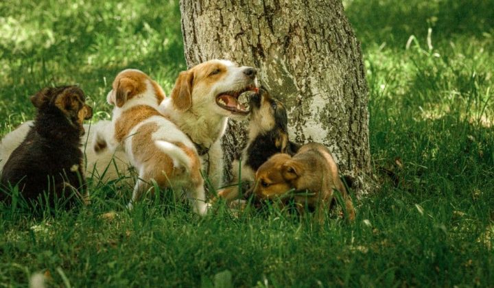 Wie lange bleiben Welpen bei der Mutter? Profi klärt auf!