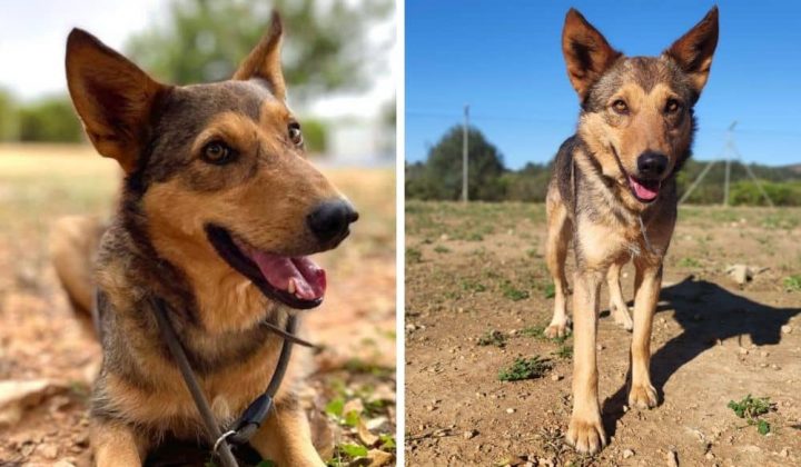 Wunderschöner Schäferhund-Mix “Vito” sucht liebevolle Familie - Wer ...