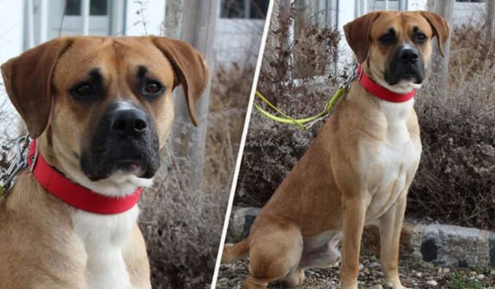 Anhänglicher Boxer-Mix sucht neues zu Hause: Wer gibt Brady eine zweite ...