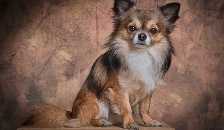 Chihuahua im Portrait: Infos, Charakter & Lebenserwartung