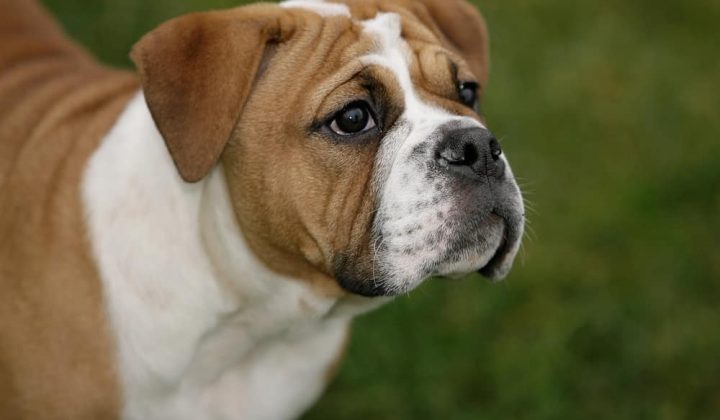 Continental Bulldog Rasseporträt – Größe, Wesen & Charakter