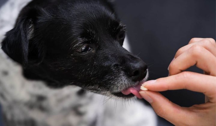 Dimazon für den Hund: Anwendung, Dosierung & Nebenwirkungen