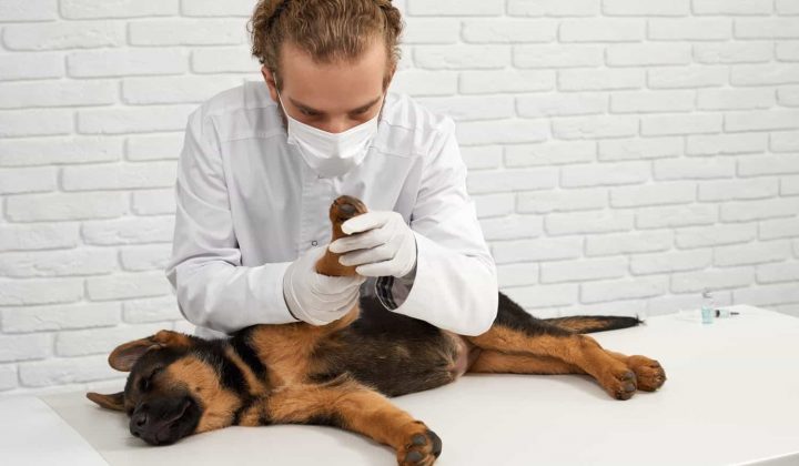 Hund hat eine Beule an der Seite: 5 Ursachen & Tipps (Ratgeber)