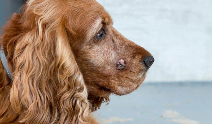 Krebs im Endstadium beim Hund erkennen: 8 Symptome