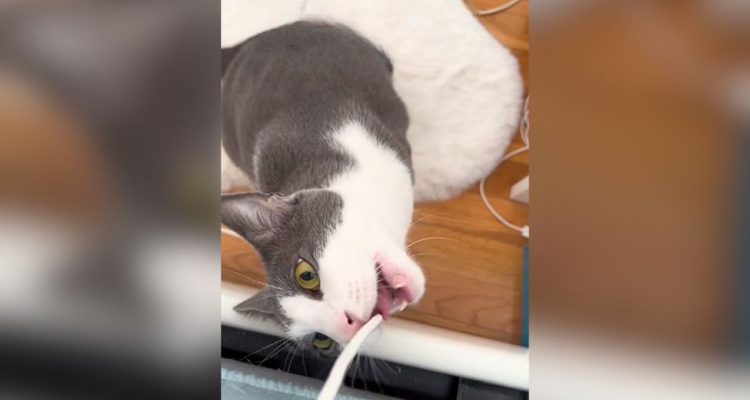 Katze bringt Millionen zum Lachen: Mit diesem unglaublichen Trick bekommt sie immer, was sie will