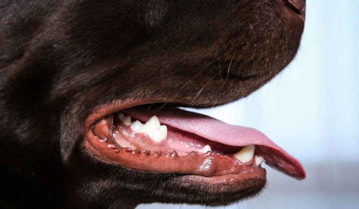 Lefzen beim Hund entzündet: 4 Hausmittel, die helfen