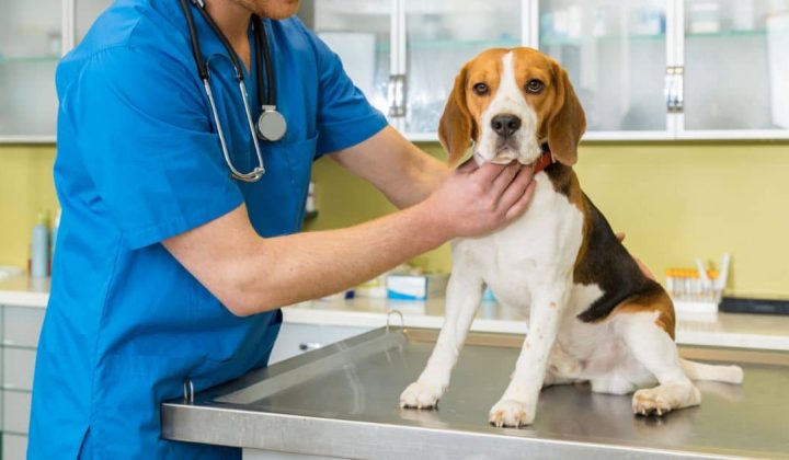 Geschwollene Lymphknoten beim Hund: Ursachen & Behandlung