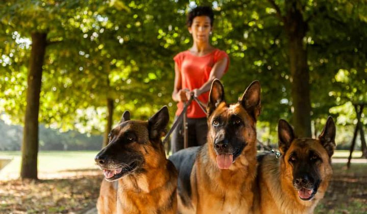 Diese Hunderassen haben einen besonders ausgeprägten Beschützerinstinkt ...